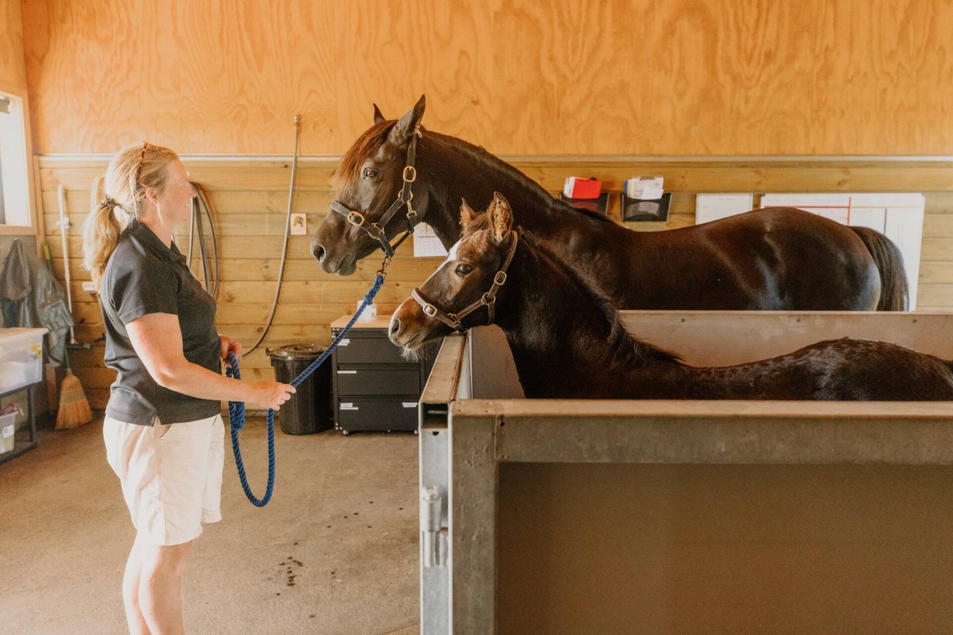 Reproduction | Waikato Veterinary Centre Waikato